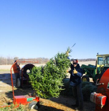 Where to Cut Your Own Christmas Trees in the Ann Arbor Area - Ann Arbor ...